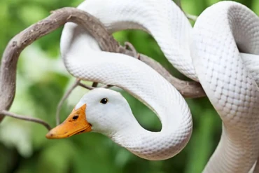 Discuss Everything About Cryptid Wiki | Fandom