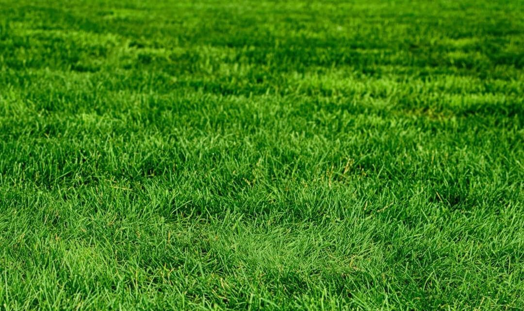 Some grass to touch. | Fandom