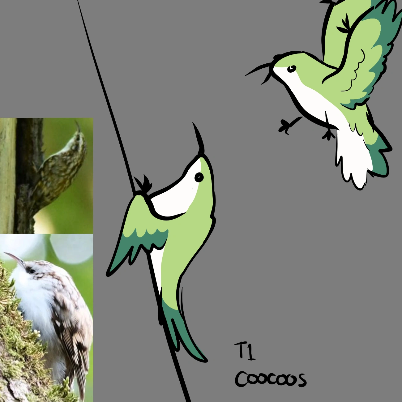 Coocoos- a cos fan creatur | Fandom