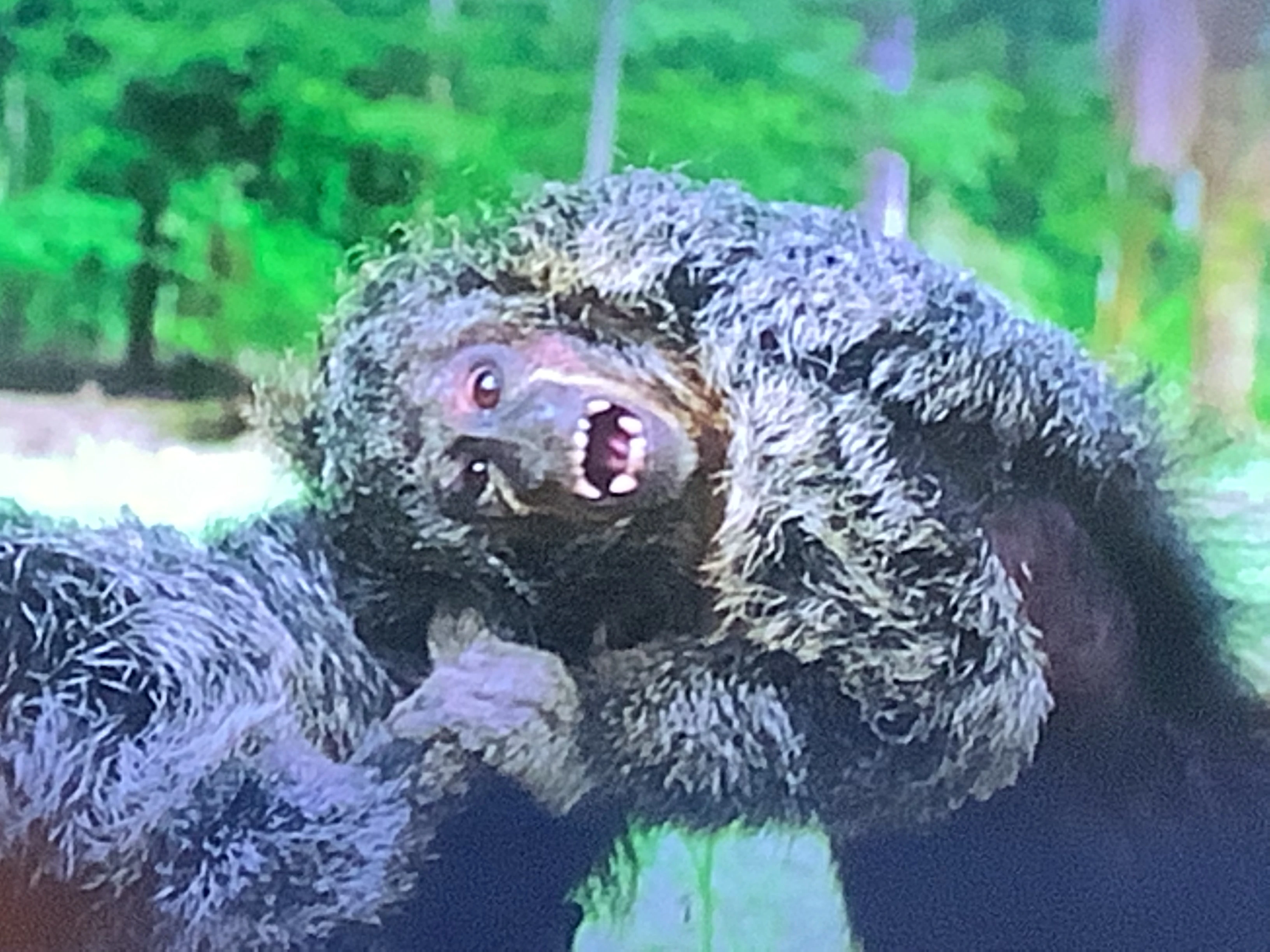 What is this animal from Amazin amazon adventure? I can’t figure out ...