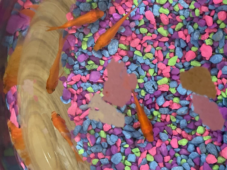 Fish? Fish! | Fandom