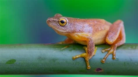 Daily Frog And Chat | Fandom