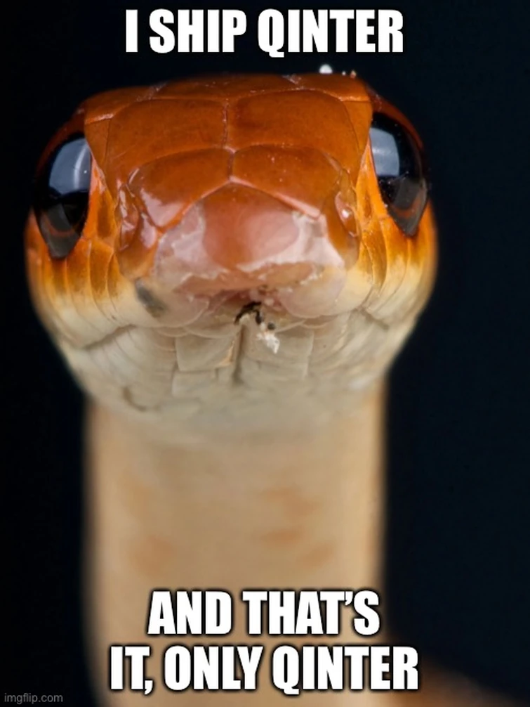 Qinter meme compilation | Fandom