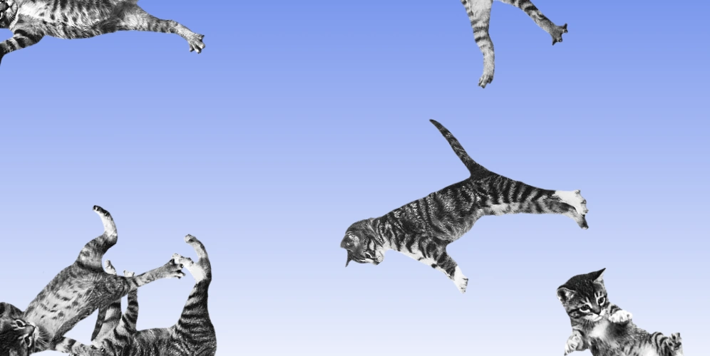 Silly Saturday | Fandom