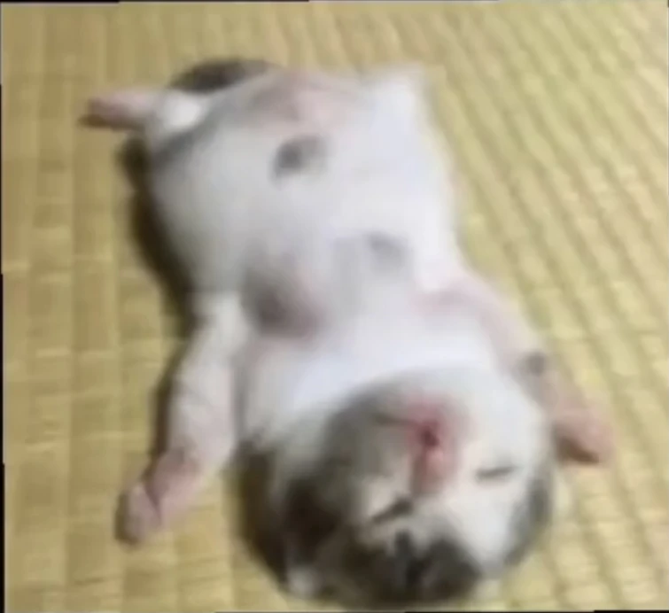 Putting wof characters in skrunkly cat photos | Fandom