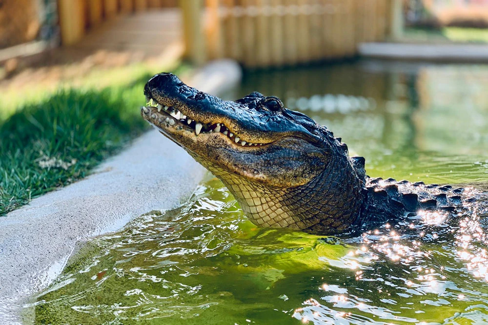 Alligators! | Fandom