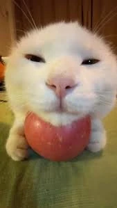 Hello erm yes I’m new | Fandom