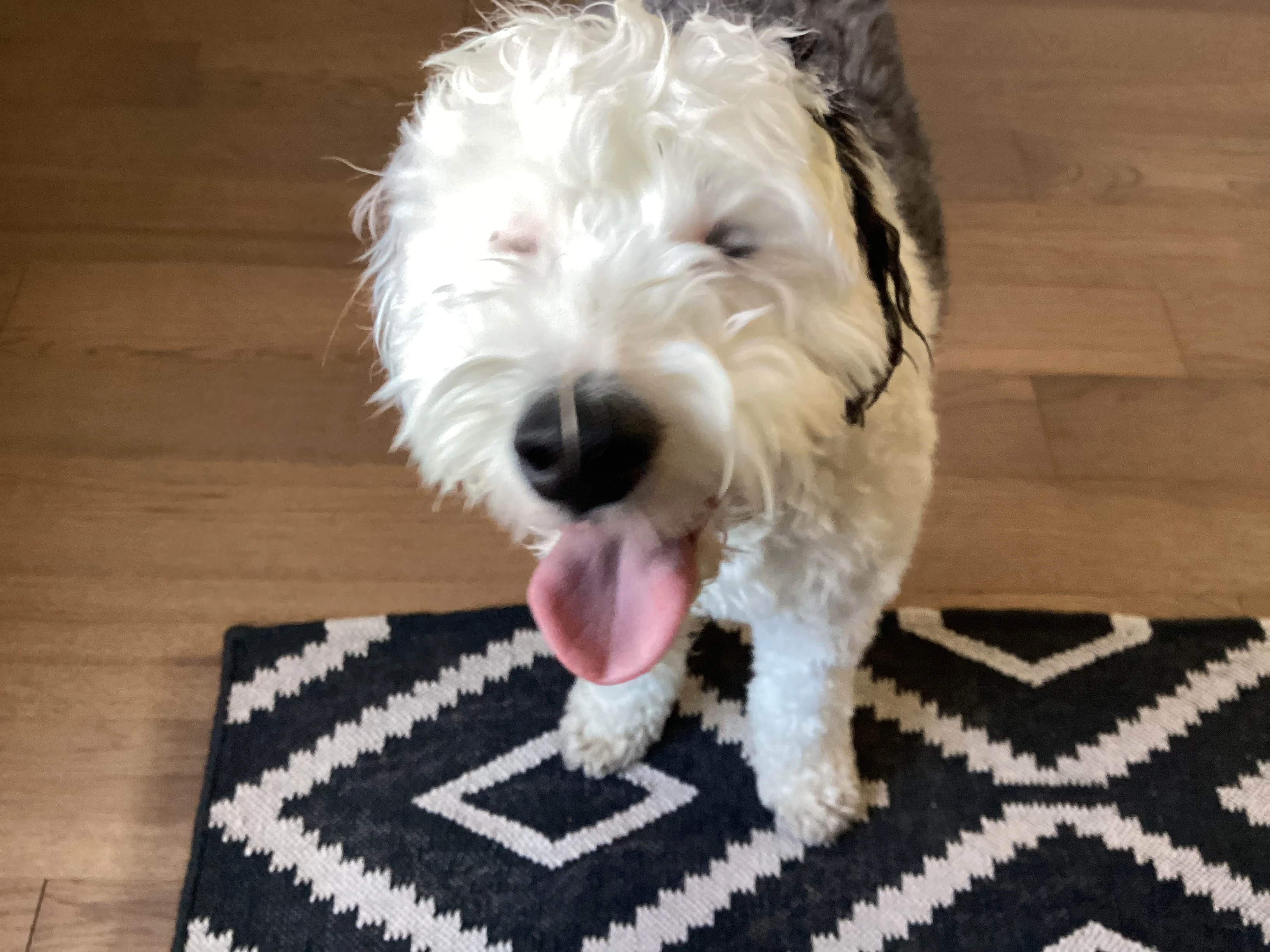 LOOK AT MY LIL DOGGO | Fandom