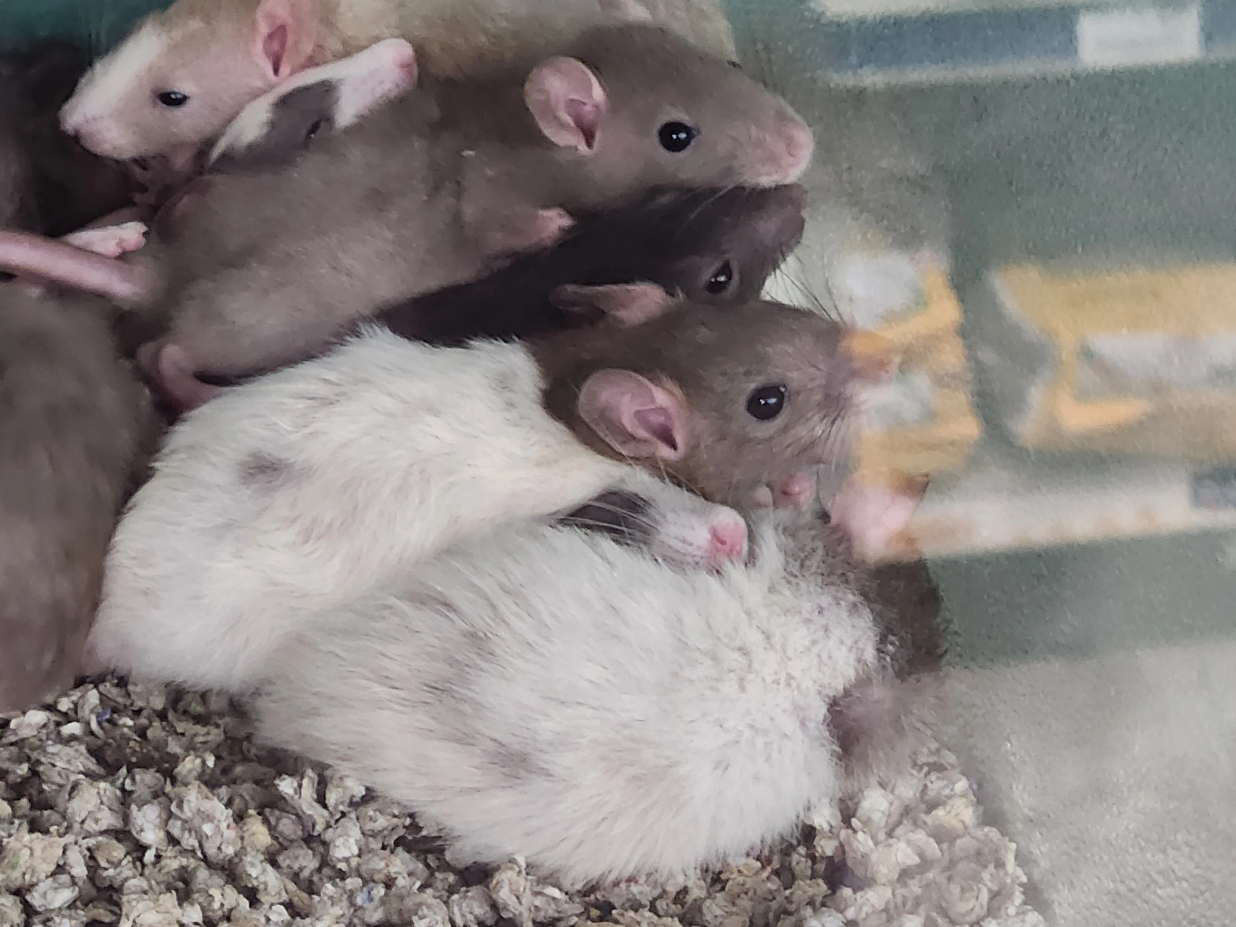Rat cuddle pile | Fandom