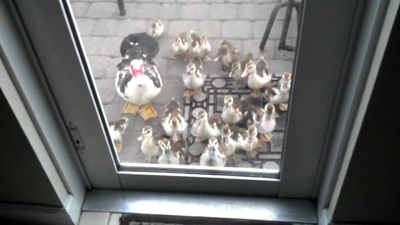 Ducks | Fandom
