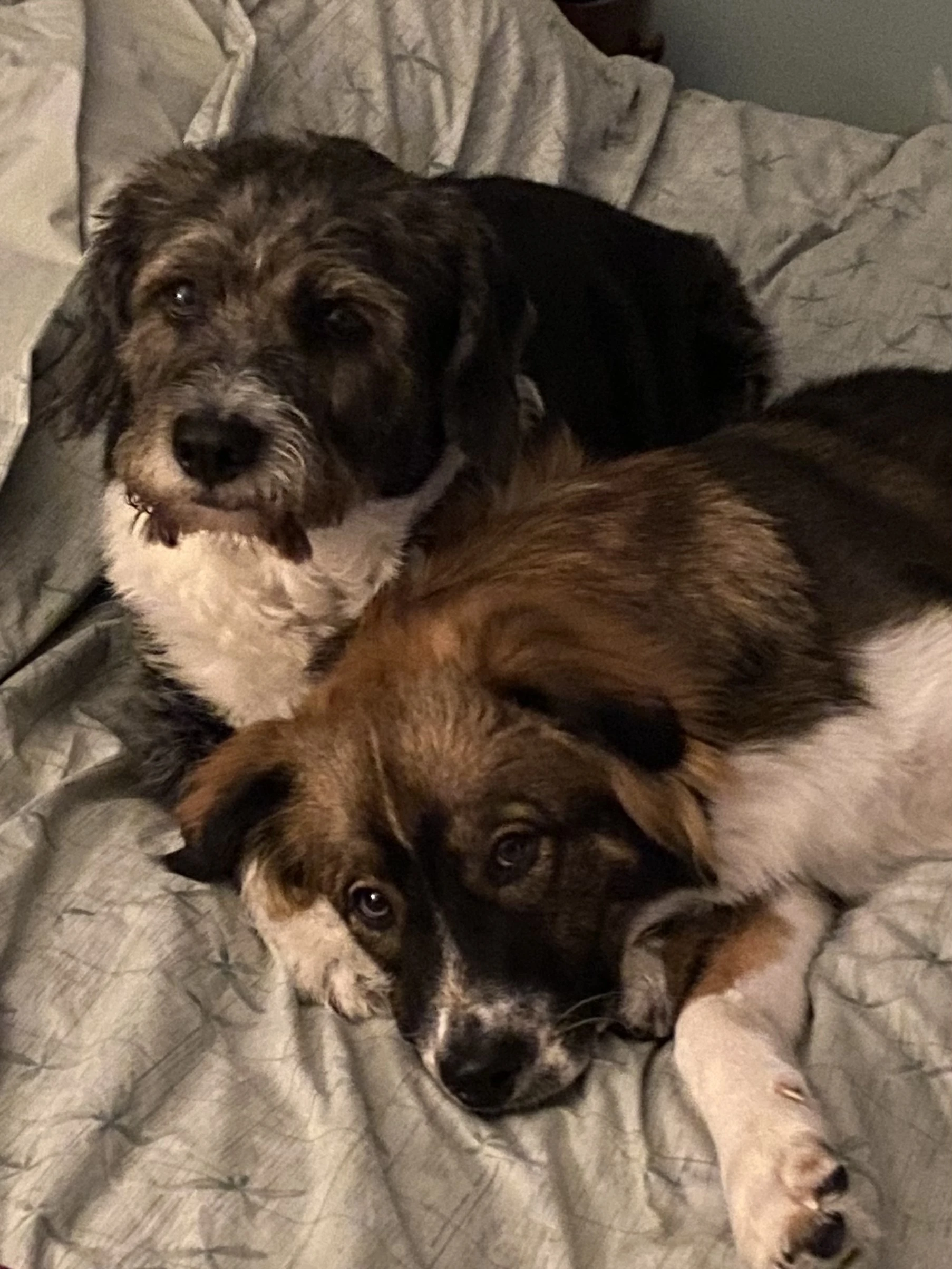 Daily Dog Image #155 | Fandom