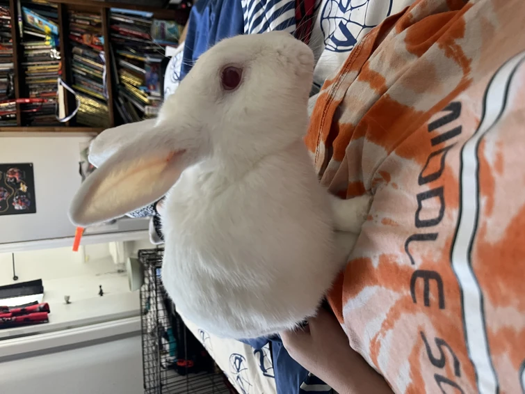 Do you thibk Kyoka would like them | Fandom