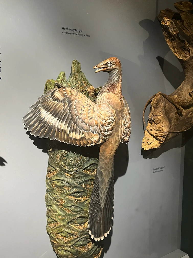 Rate this Archaeopteryx | Fandom