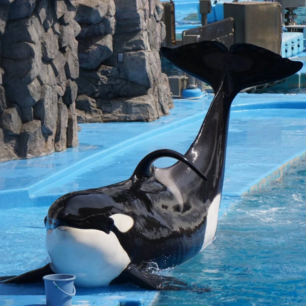 Orca of the day 2/22/23 | Fandom