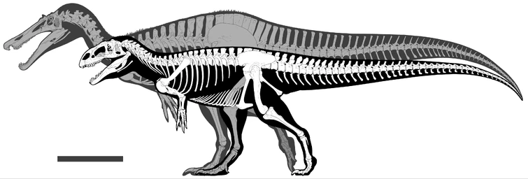 Riparovenator holotype compared to Neovenator holotype | Fandom