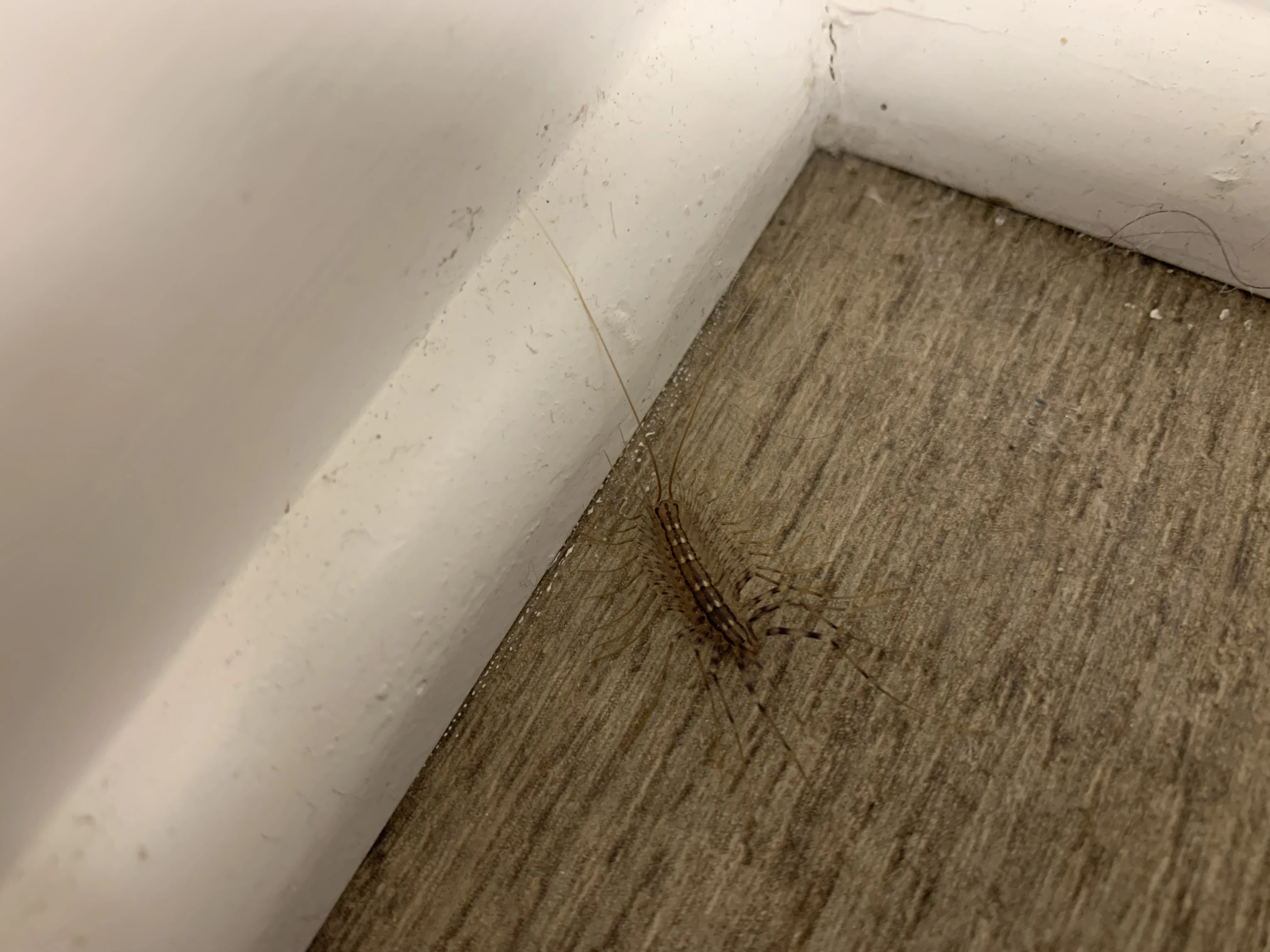 Just found this creepy bug in my basement…WARNING: house centipede | Fandom