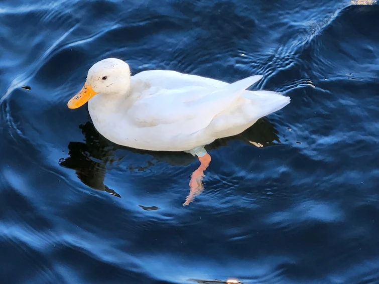 Discuss Everything About Terraria Wiki | Fandom