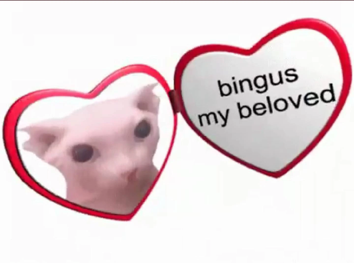 bingus | Fandom