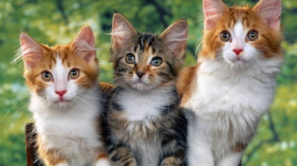 3 cat spam meme | Fandom