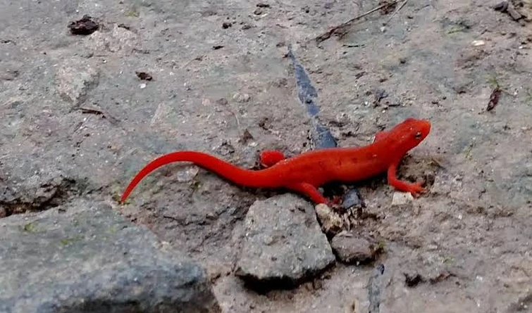 Pokemon in real life | Fandom