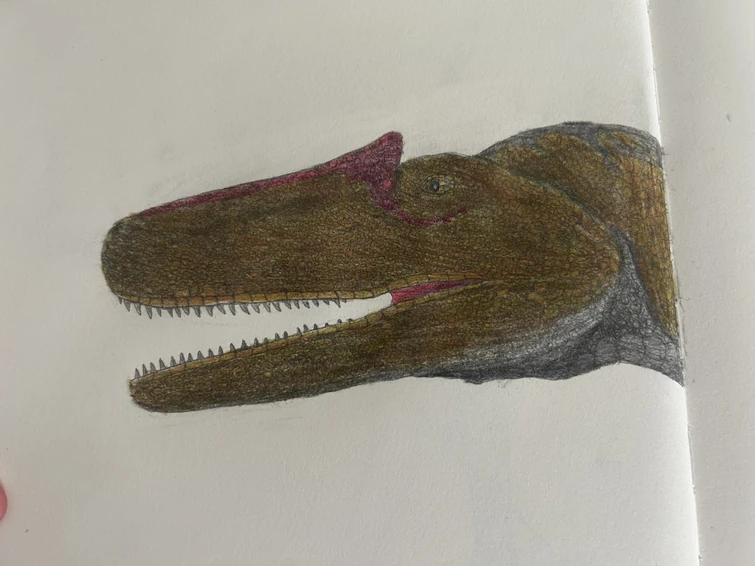 Allosaurus fragilis Head Sketch | Fandom