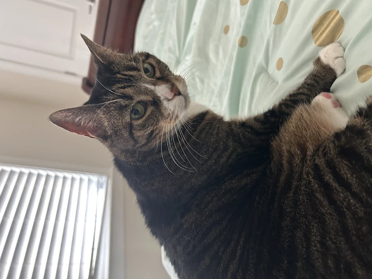 Drawing your irl pets into concept creatures! | Fandom