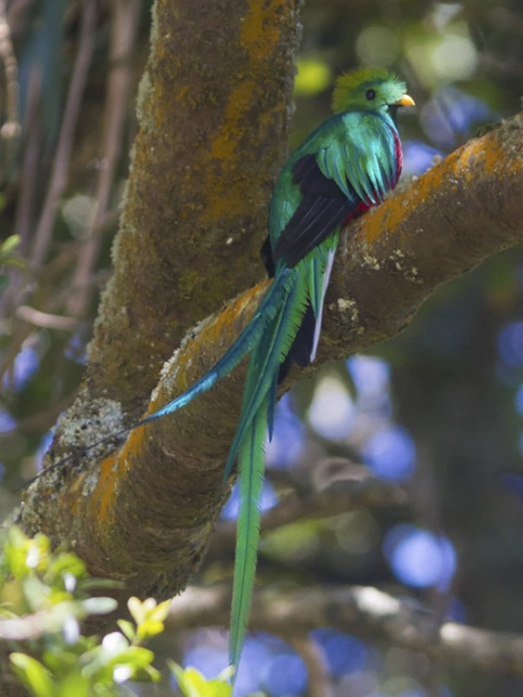 Bing chilling | Fandom