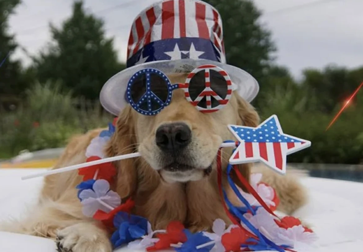 oh yeah 4th of July Bdog is back | Fandom