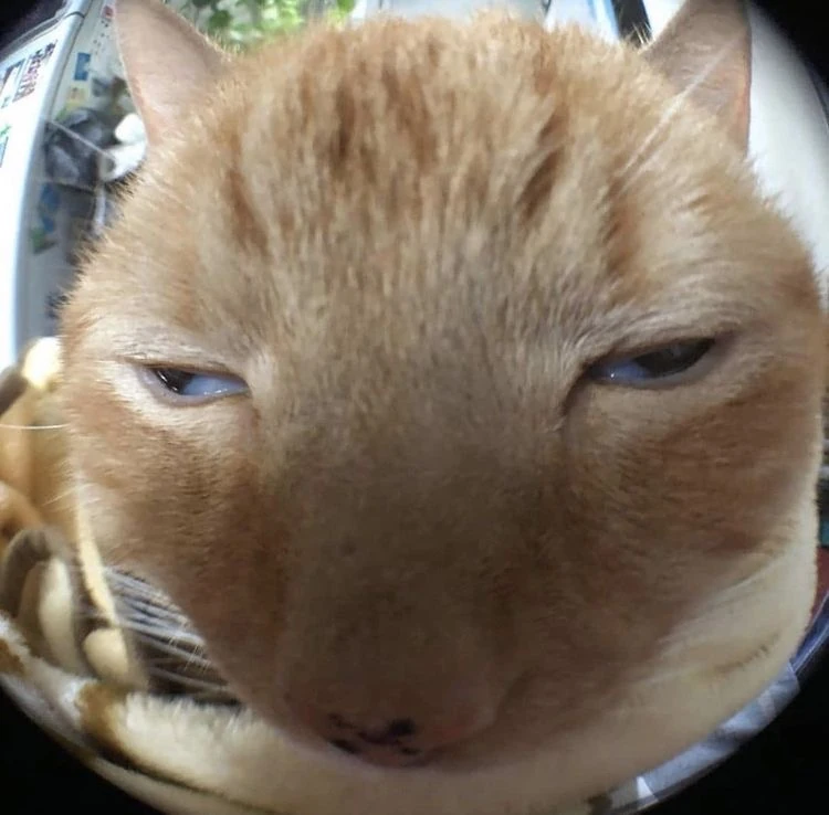 It's always the orange cats | Fandom