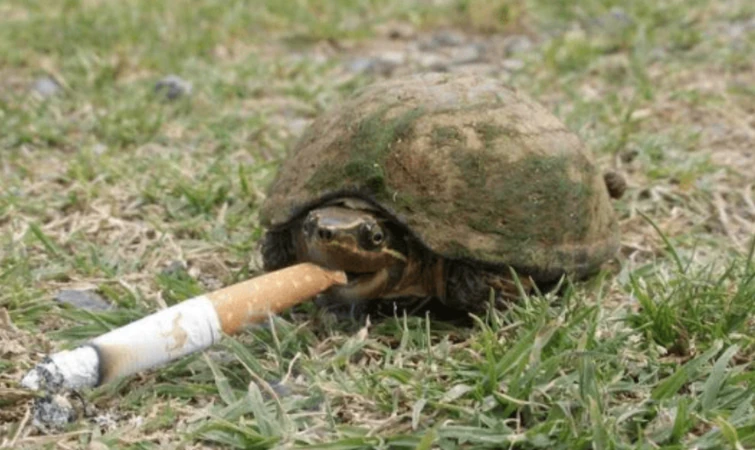 Logo n' Emeralds | Fandom