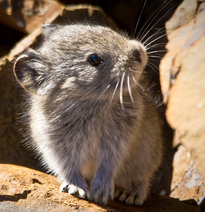 Meet the Collared Pika | Fandom