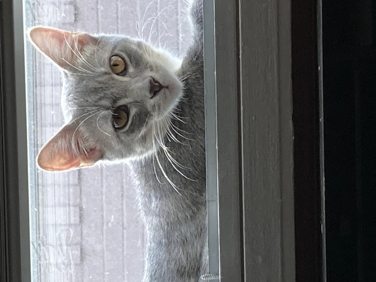 Good morning | Fandom