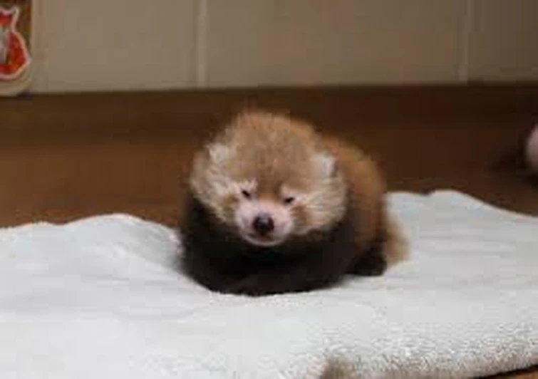 have a baby red panda. bye heheha | Fandom