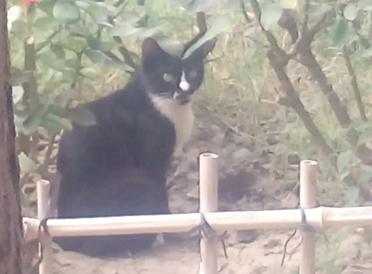 Real-life pics of Ravenpaw, Barley, and Leopardfoot! | Fandom