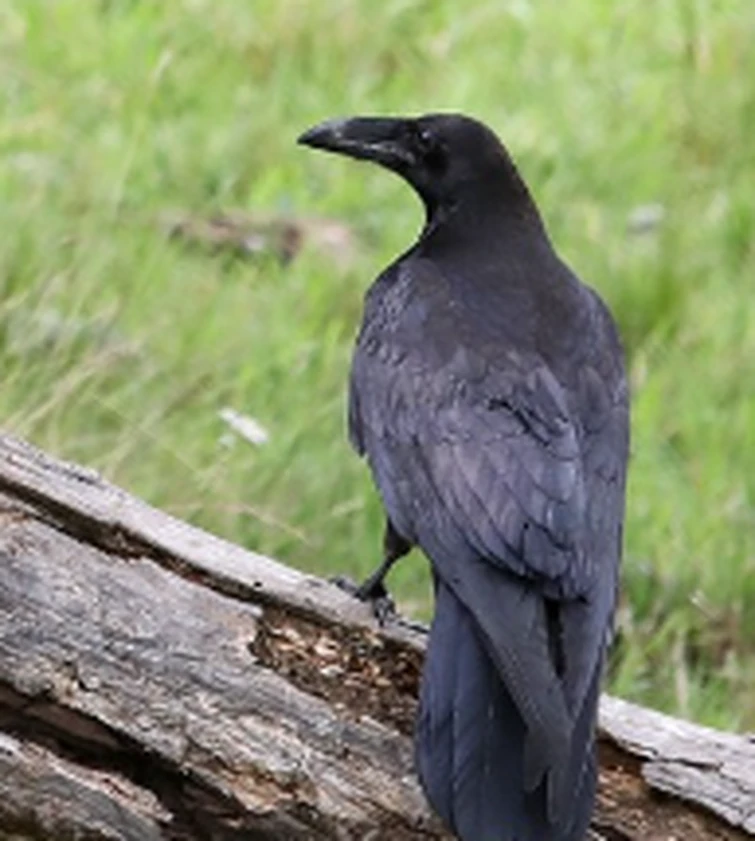 Is this a Crow? Or a Raven? | Fandom