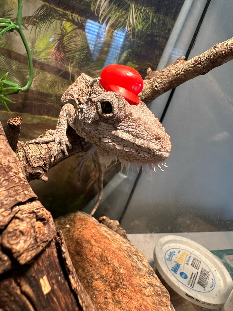 Mario lizard | Fandom