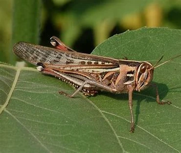 Discuss Everything About Kirby Wiki | Fandom