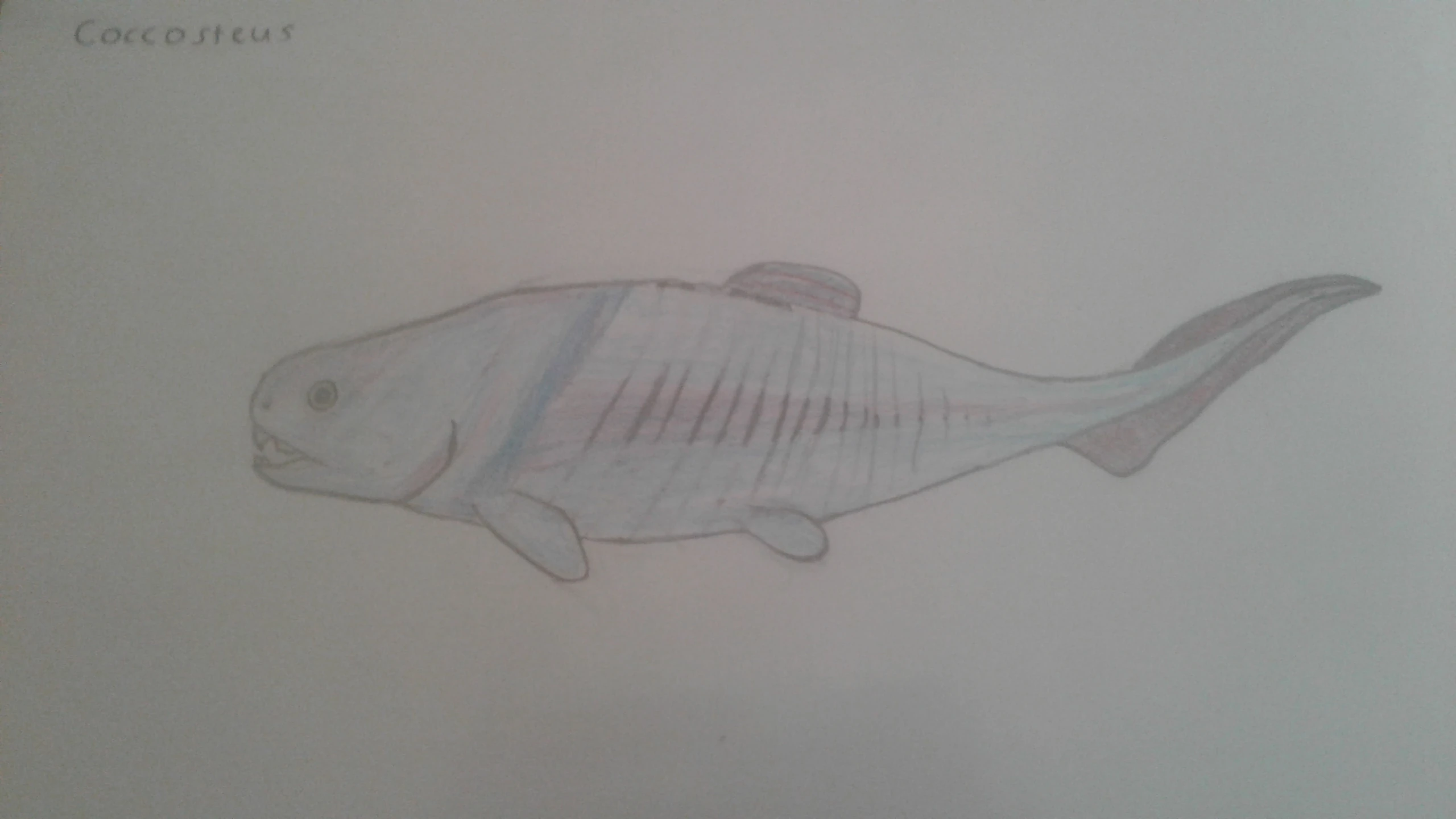 I drew a Coccosteus | Fandom