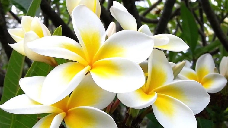 Discuss Everything About NatureRules1 Wiki | Fandom