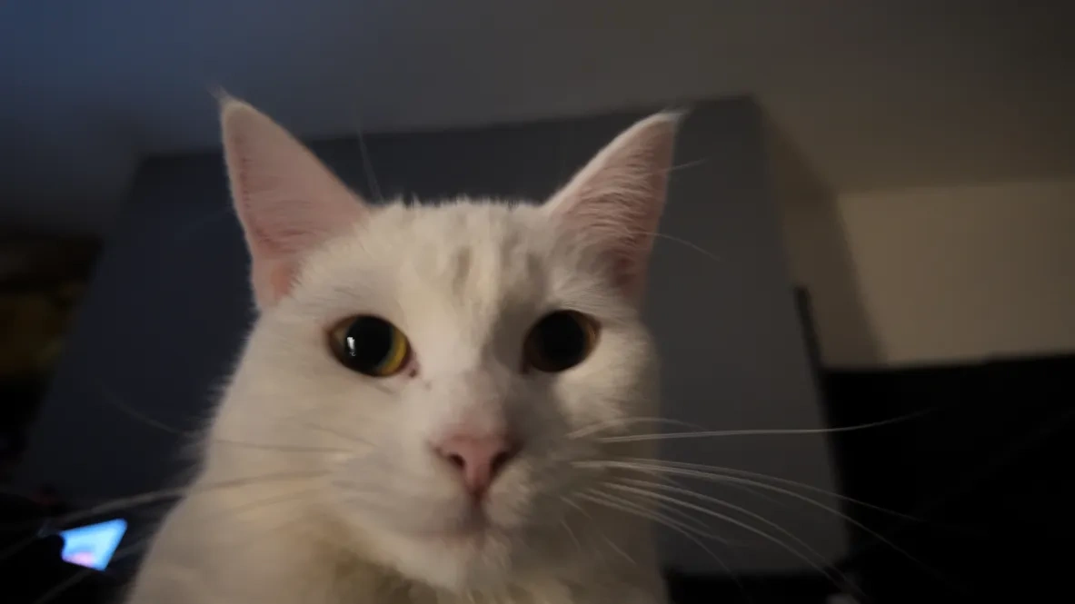 MY CAT, ANGEL
