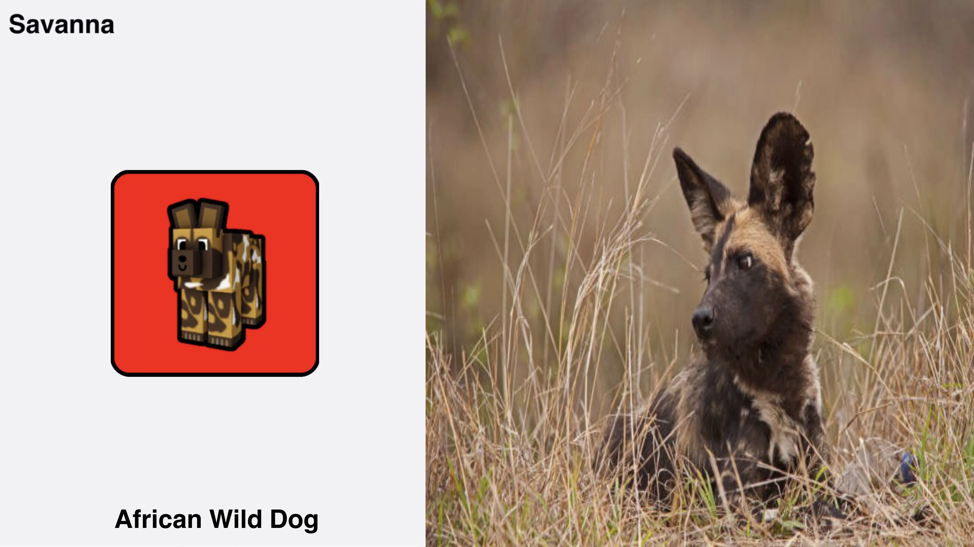 African Wild Dog | Fandom
