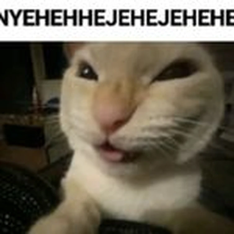 I LOVE CATS SO MUCH AGHHHHHHHHH | Fandom