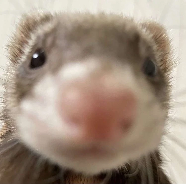 I LOVE FERRETS | Fandom