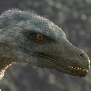 Most accurate Velociraptor | Fandom