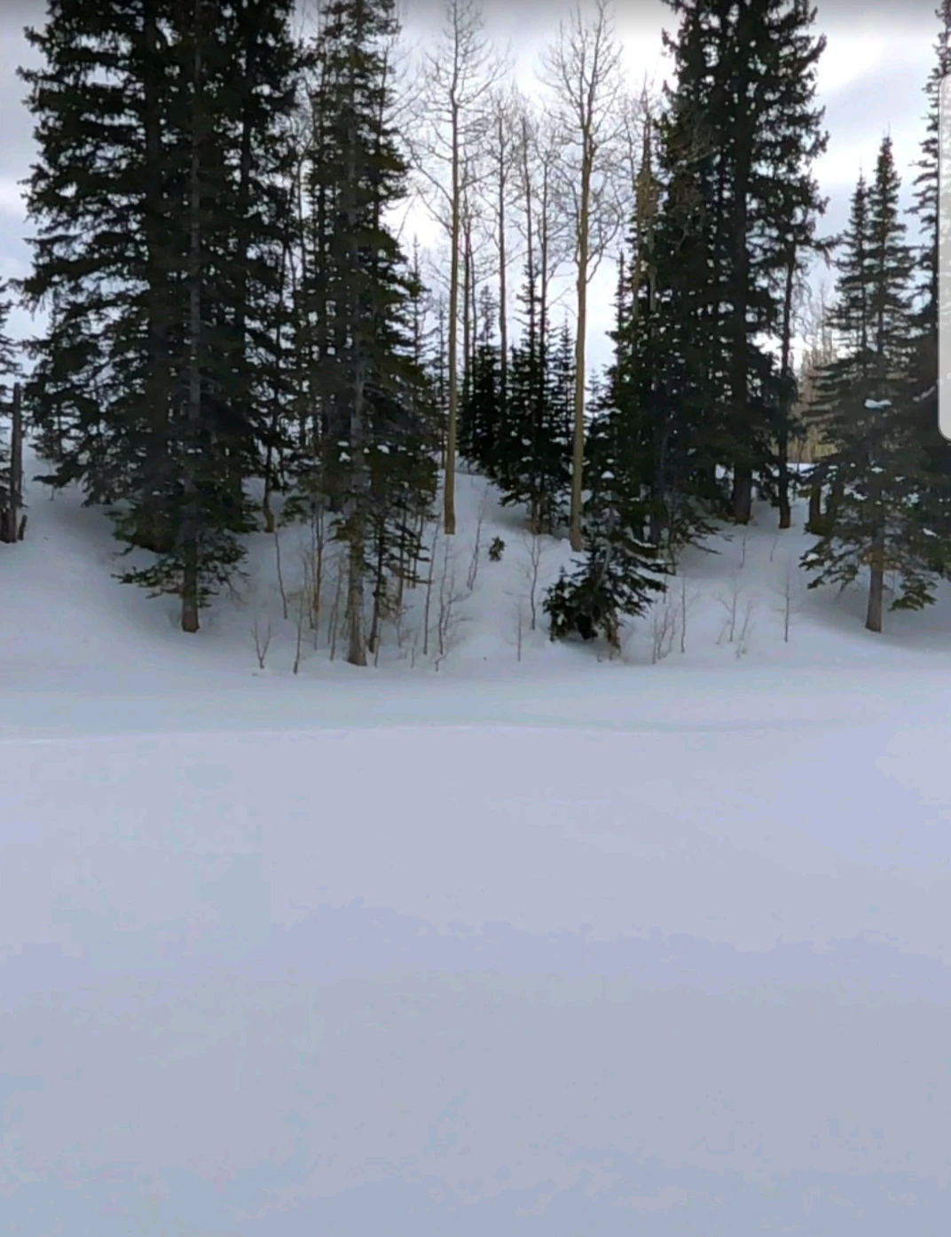 Yeti Sighting | Fandom