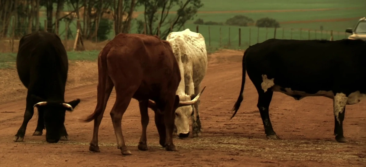 Cow | Wiki 24 | Fandom