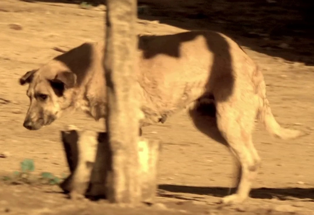 Dog | Wiki 24 | Fandom