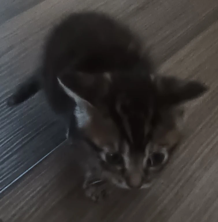 Smol kitten!!! | Fandom