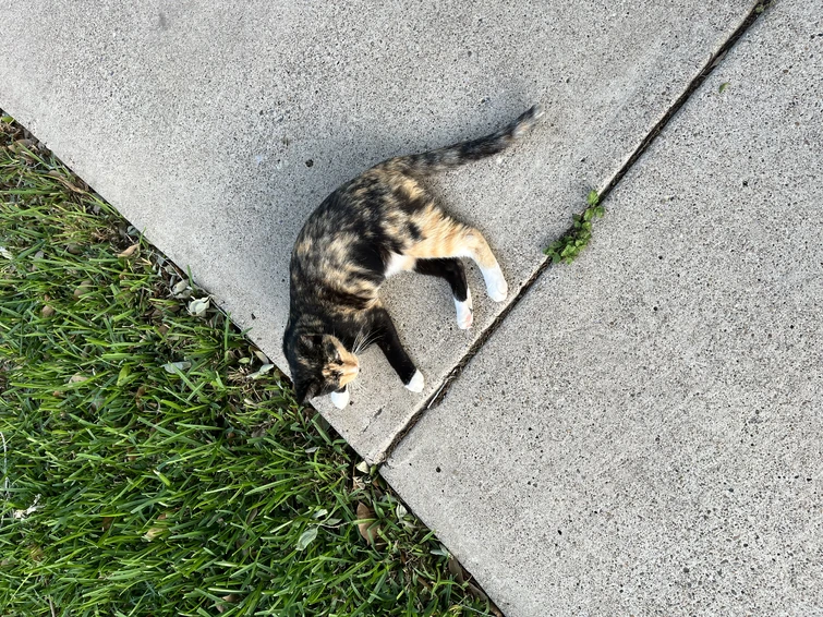 kitty 2 | Fandom