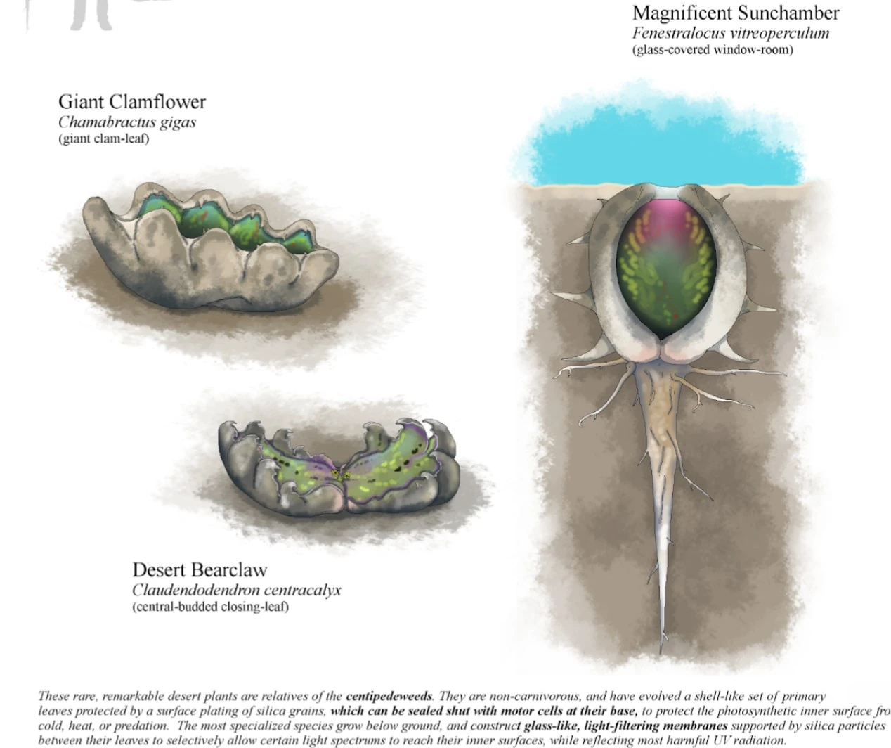 Oh yeah the plants of serina are cool too | Fandom
